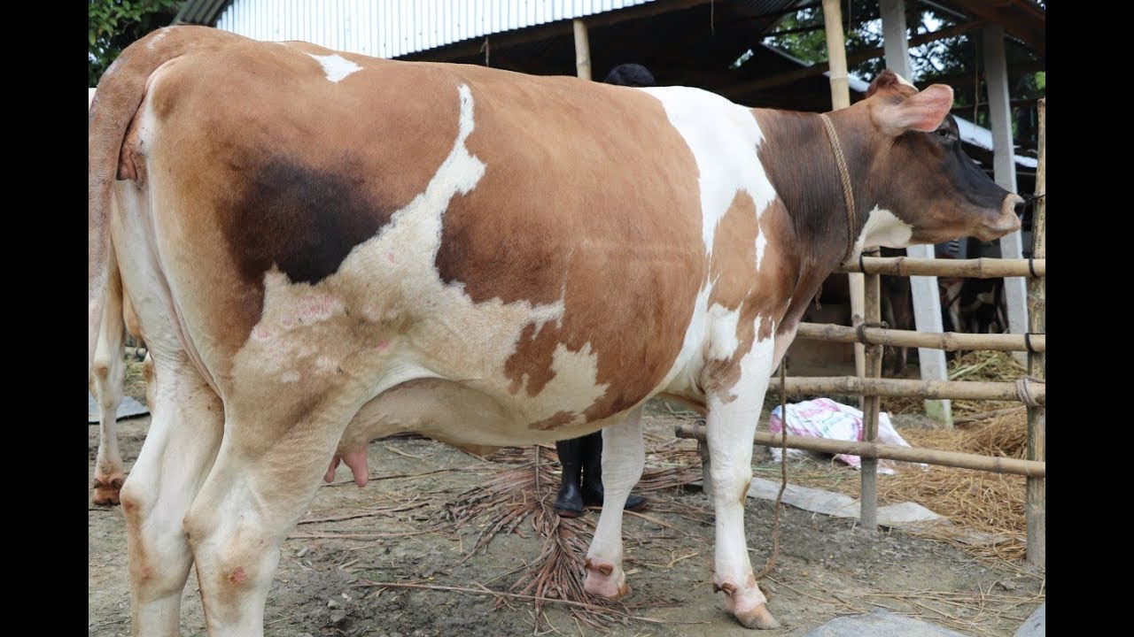 Big & best Holestrian Frisian Mundi Cow sale From Biggest Dairy Farm ...