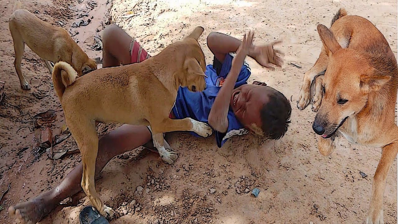 Self-breeding and breeding base, Local dog's charm, rural dog show Give ...