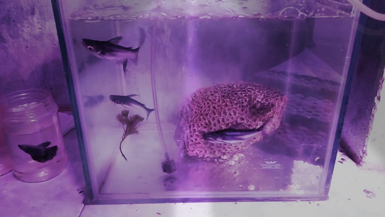 Bán cá mập cảnh - YouTube