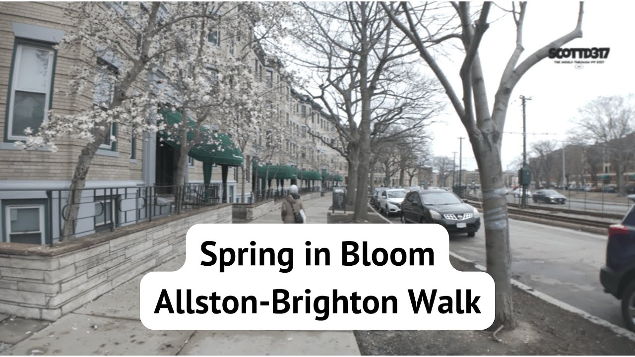 Exploring Boston: Allston Brighton Spring Blooms on Commonwealth Ave ...