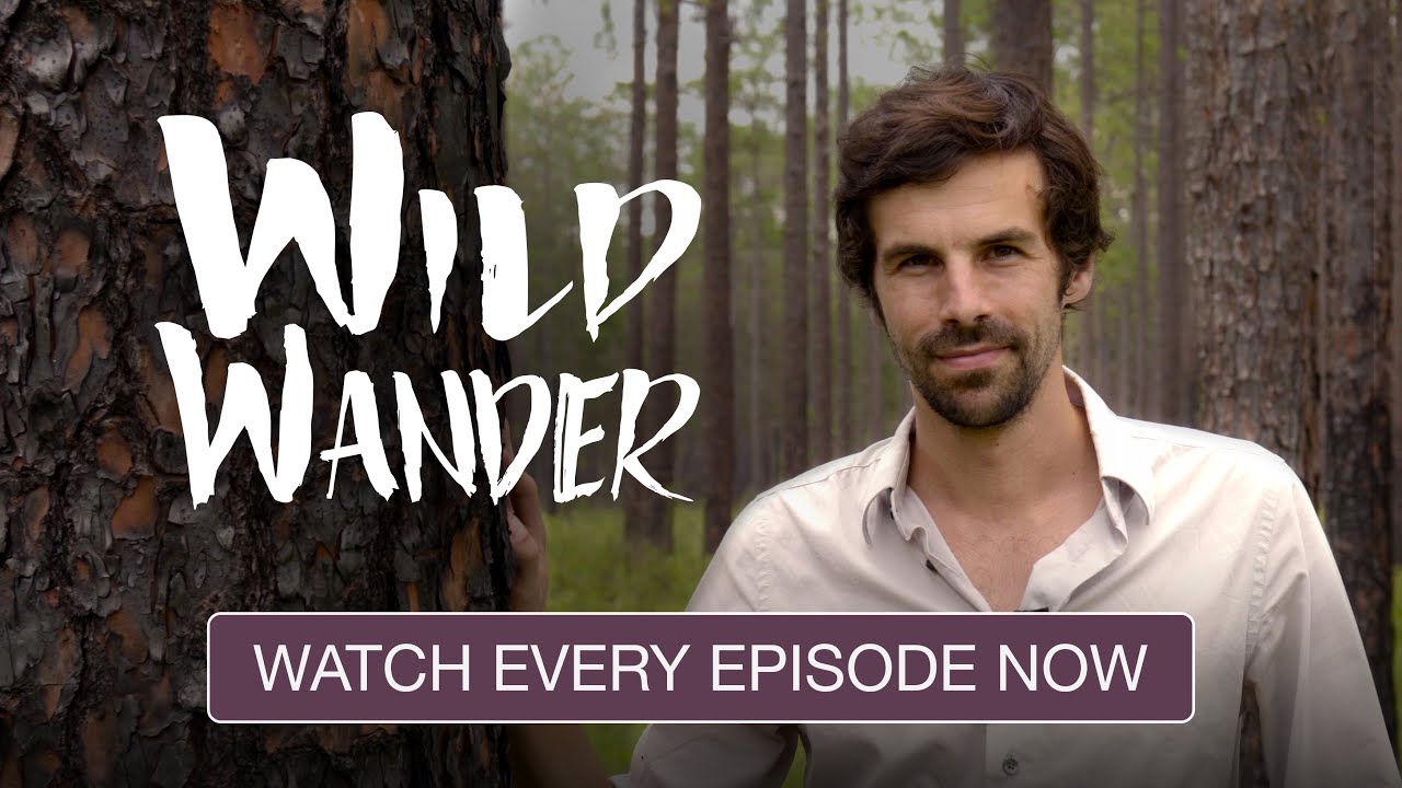 Wild Wander: The Fire Forest (Trailer) -- Florida's Environmental ...