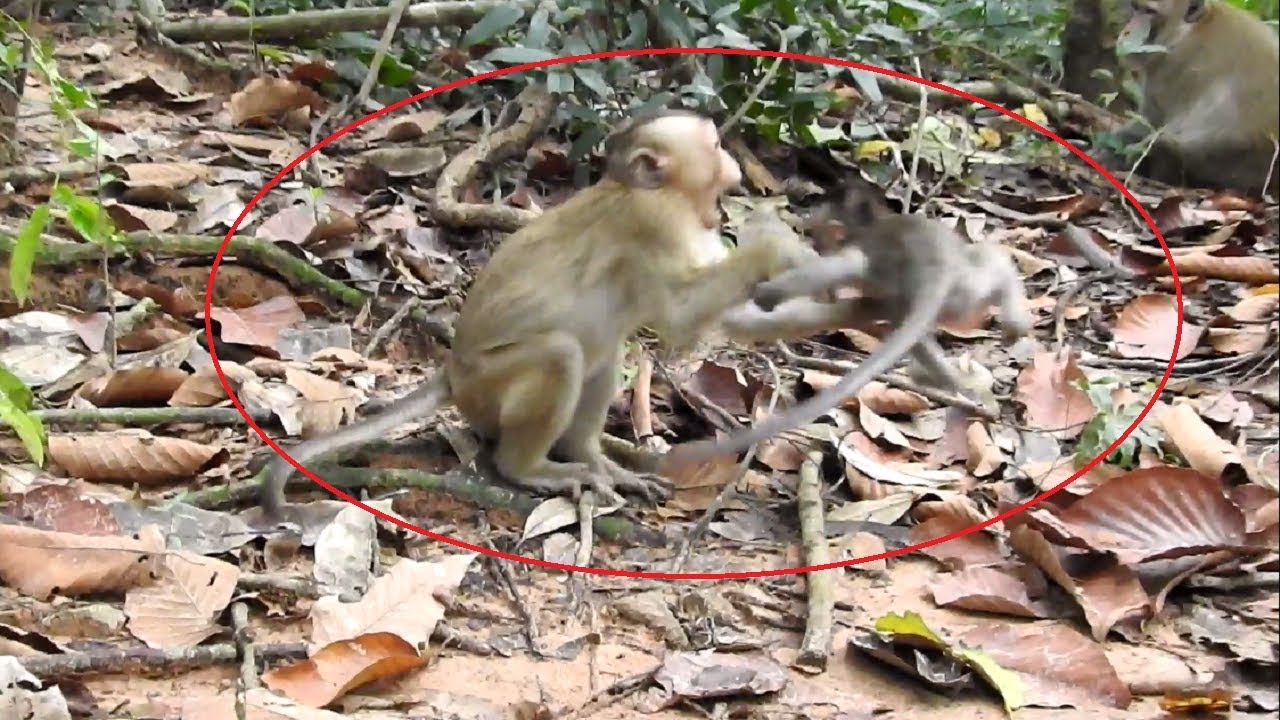 Big Monkey Throwing Baby To Another Side ST1198 Mono Monkey - YouTube