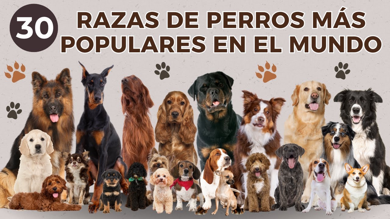 30 razas de perros más populares en el mundo: Las mejores razas de ...