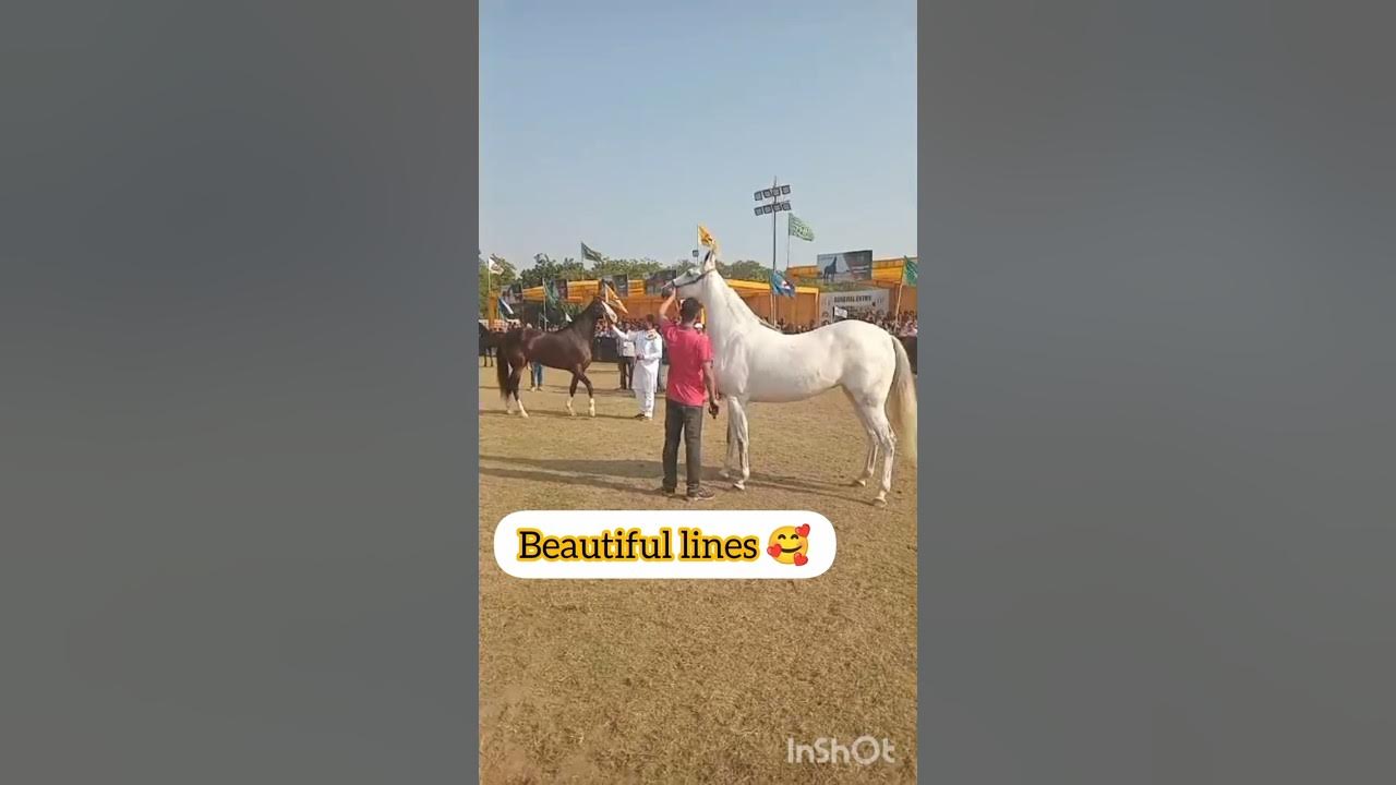 Beautiful lines for horses #horse #ghodi #horselover #ghoda #horseriding #ghodia #animals # ...