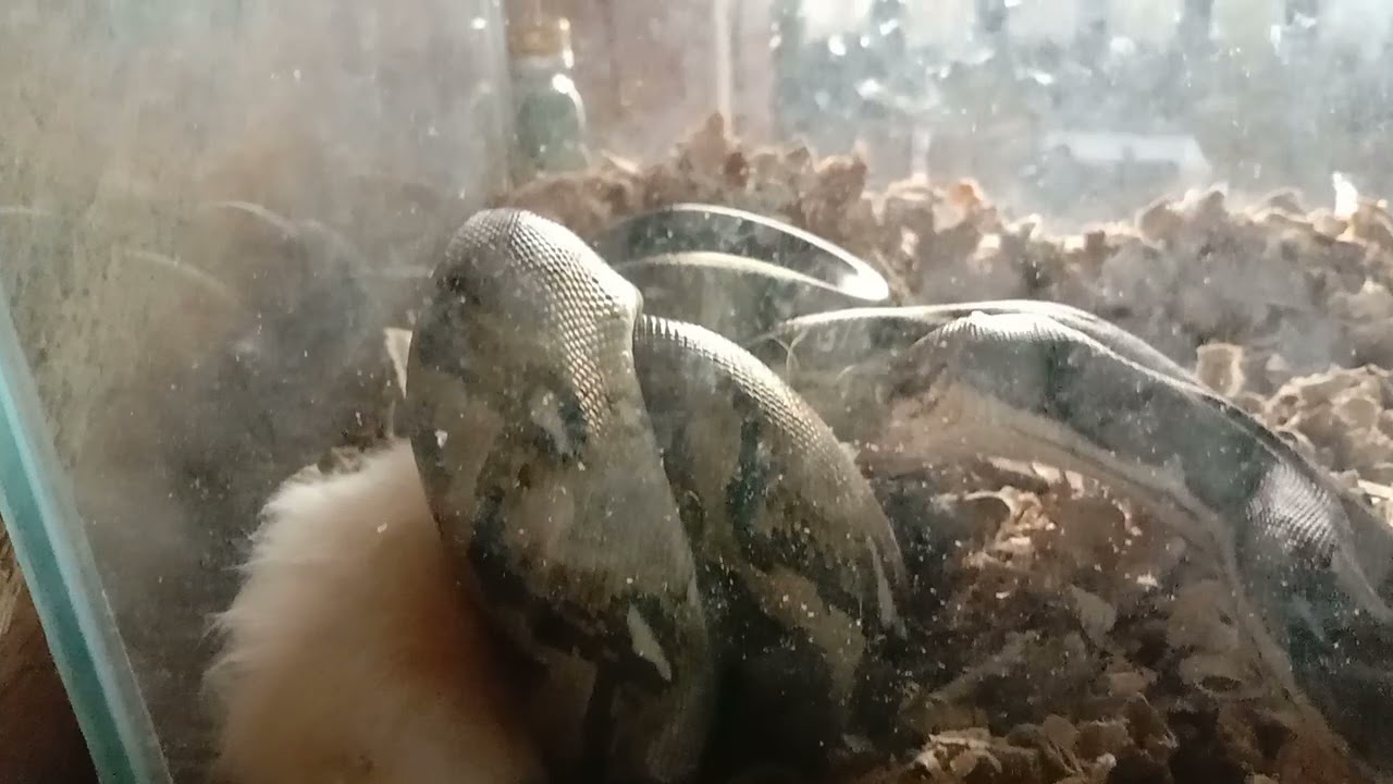 PART #1phillipine reticulated phyton lumunok ng dagang costa - YouTube