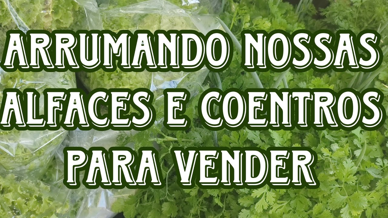 ARRUMANDO NOSSAS ALFACES E COENTROS - YouTube