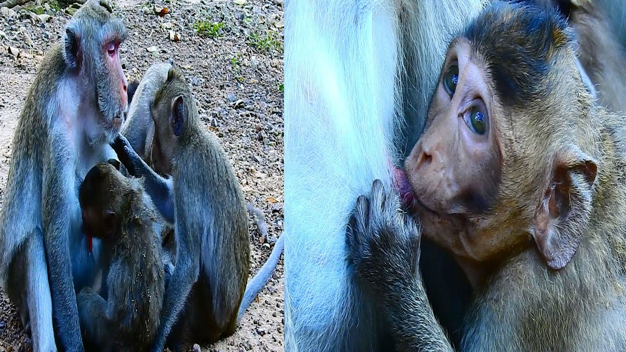 Amazing! Jazzy to touches her mom around when she had seen Jonna got a milk she wants to share ...