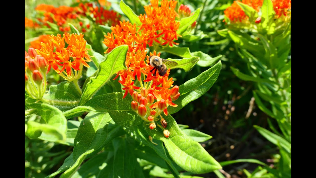 Hunting Bumble Bees at Buffalo Trace Prairie, Mahomet, IL - YouTube