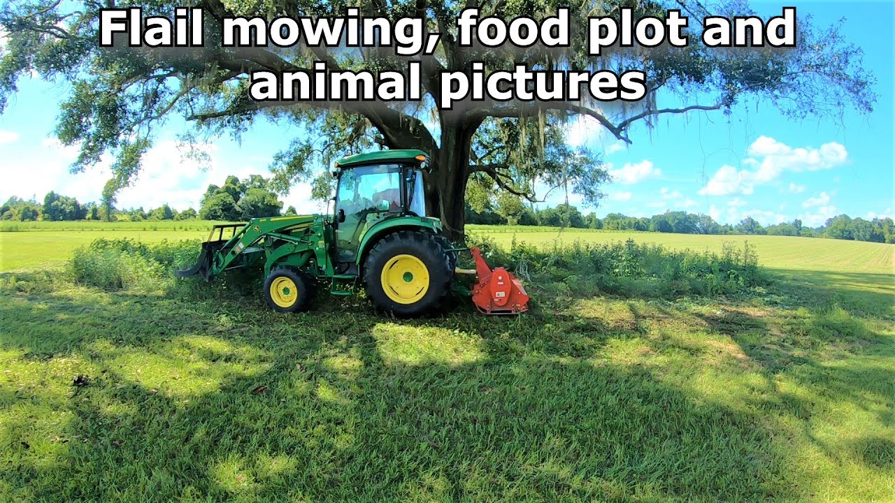 Flail mowing, food plots and animal pictures! #414 - YouTube