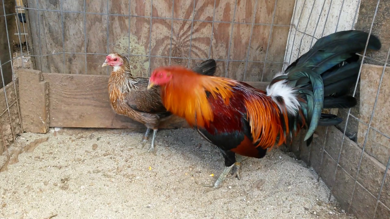 Hatch mclean - YouTube