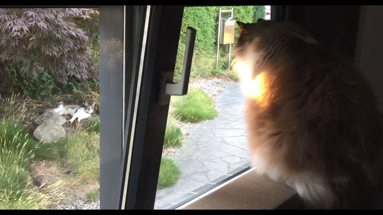 The love story of Timo the Cat: they finally found a way to be together ...