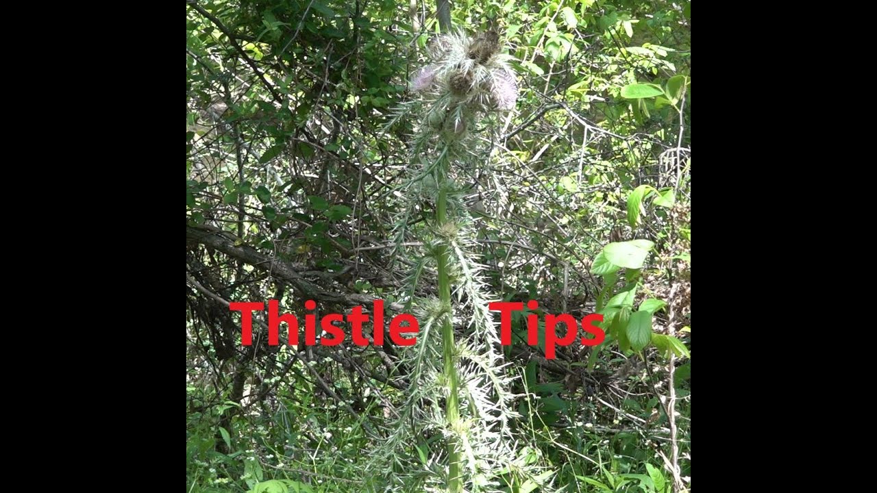Edible wild nutritious plant THISTLE (tips for best taste) - YouTube