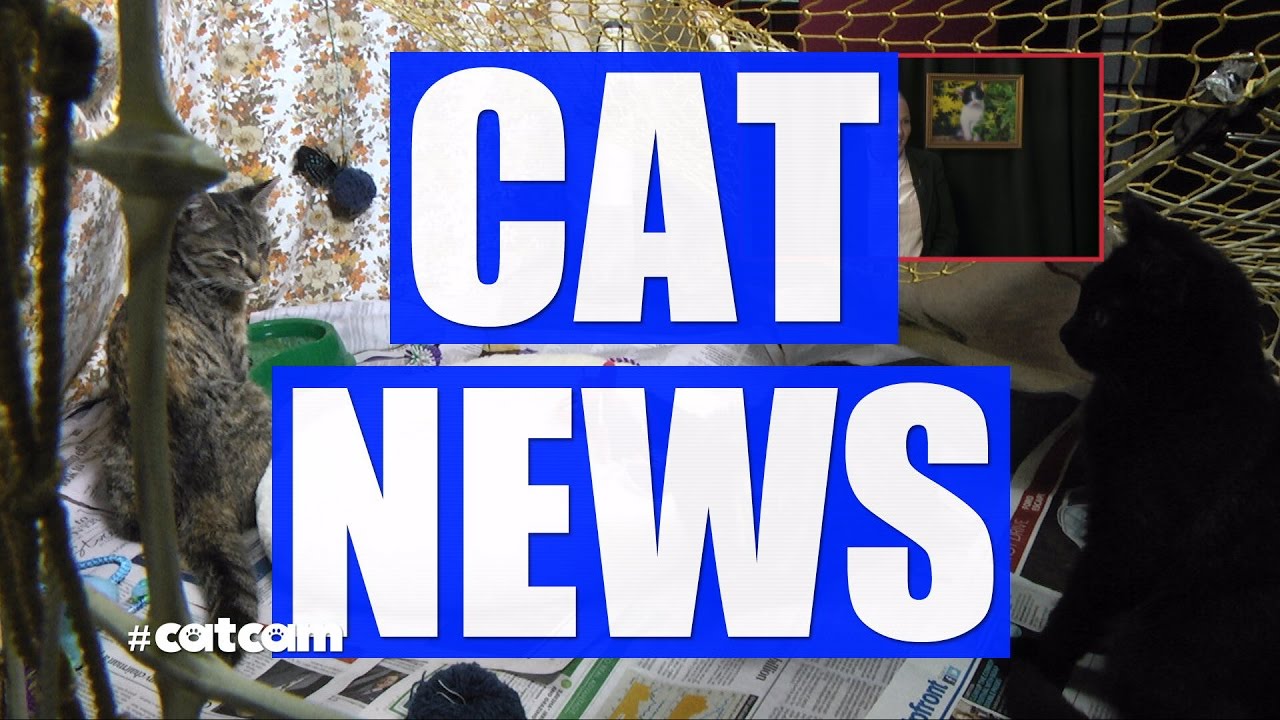 Cat News // Catcam / Episode One - YouTube