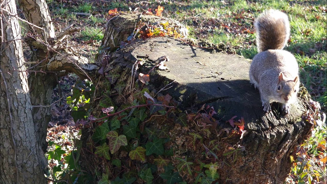 London, Highams Park Lake in Winter | CHONKY Grey Squirrel Climbs a ...