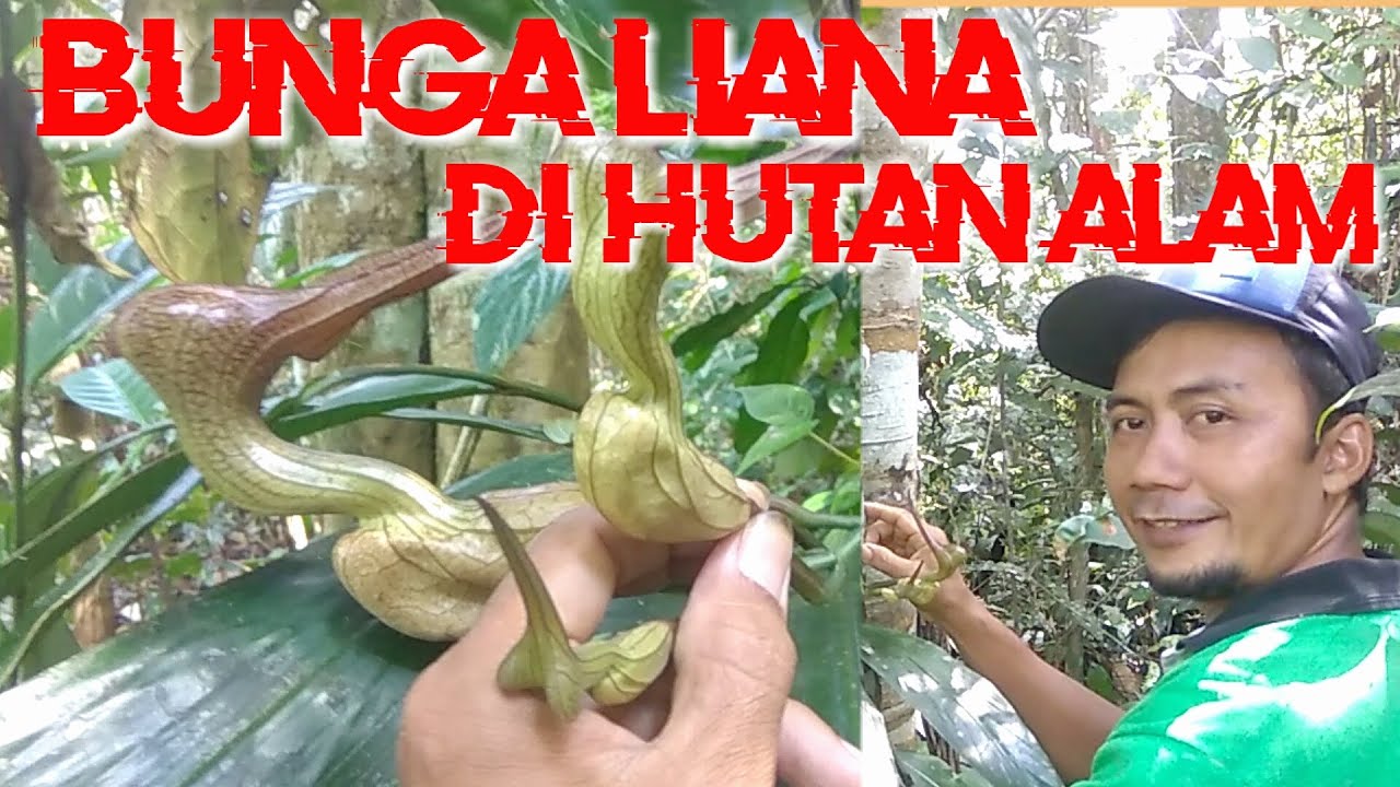 BUNGA DAN BUAH LIANA ( AKAR ), BENTUKNYA UNIK DI HUTAN RIMBA KALIMANTAN ...