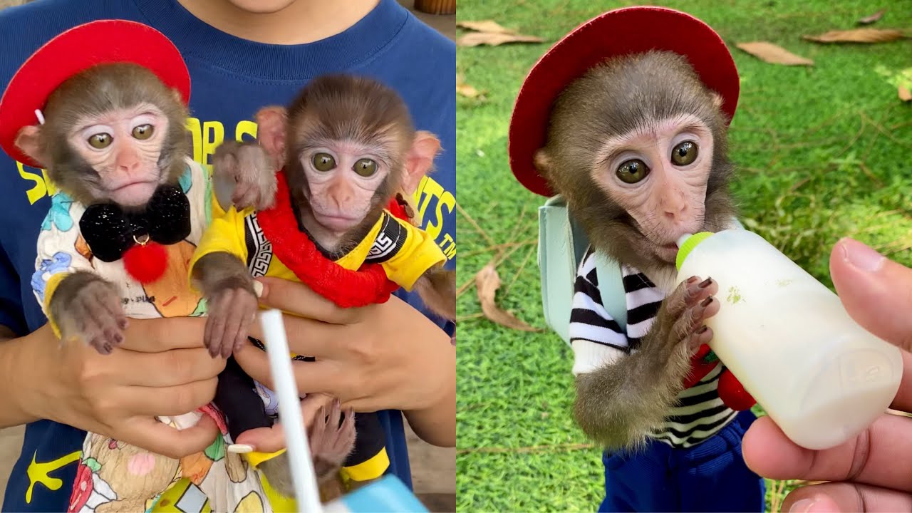 Lovely moments of Pika monkeys and other animal. P206 - YouTube