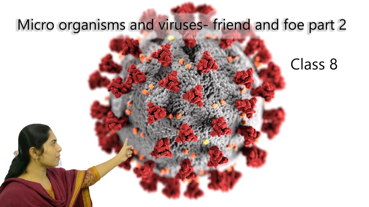 Class 8 - Micro organisms and viruses Friend and Foe - Part2 - YouTube