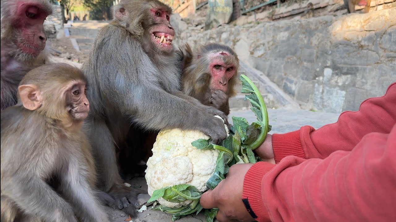 A lovely video of a monkey and a dog feeding - YouTube