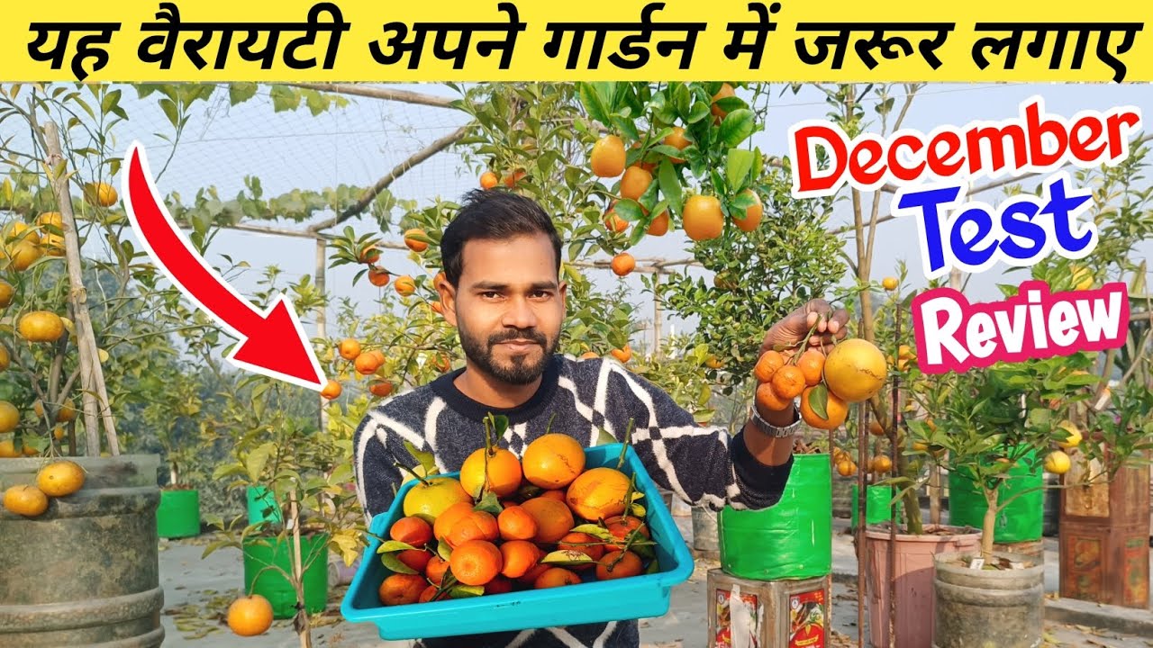 Best Orange and Mosambi Variety For Terrace Garden 2025 For Beginners ...