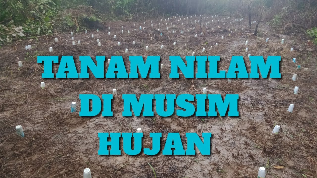 menanam Nilam di musim penghujan || TANAMAN NILAM @andhika_6937 - YouTube