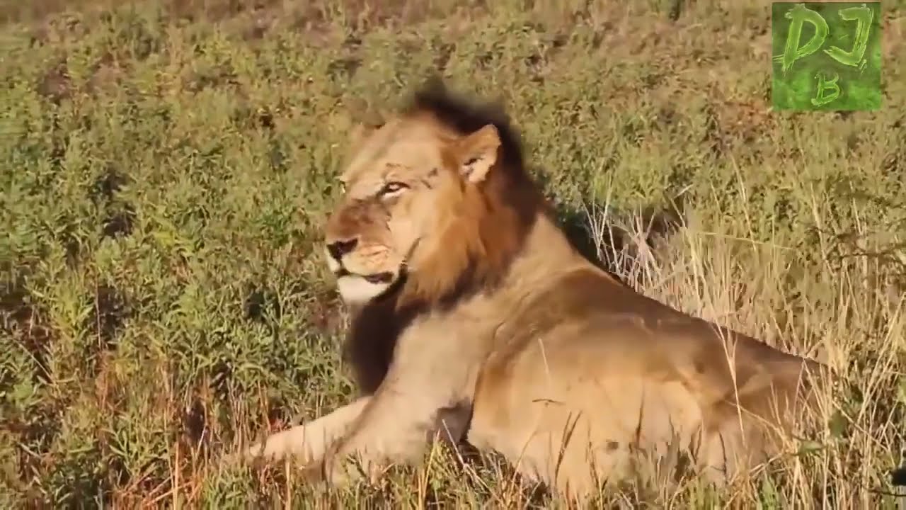 Funny Animals Farting compilation - YouTube