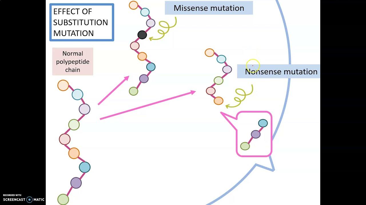 LECTURE CHAPTER 7 MUTATION PART 4 - YouTube