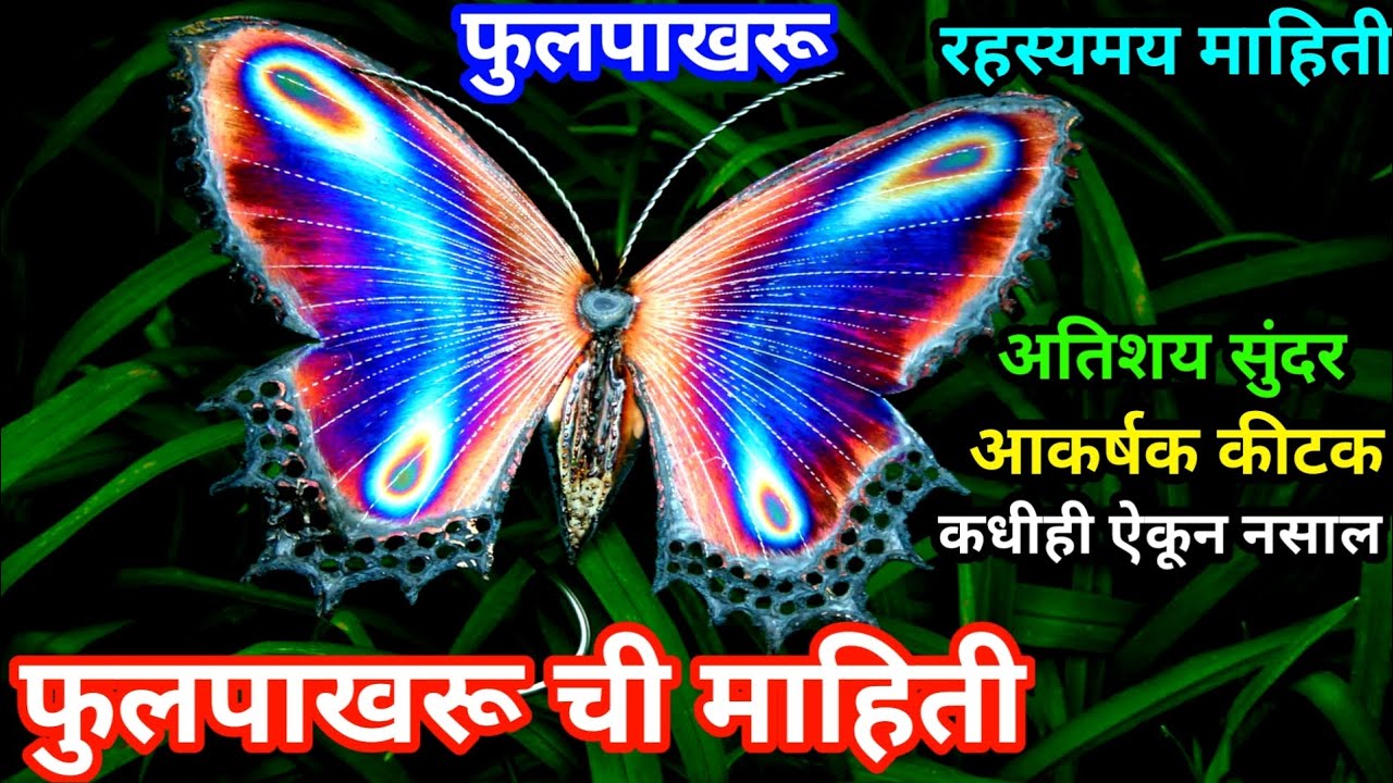 phulpakhru chi mahiti | phulpakhru vishay mahiti | phulpakhru mahiti ...