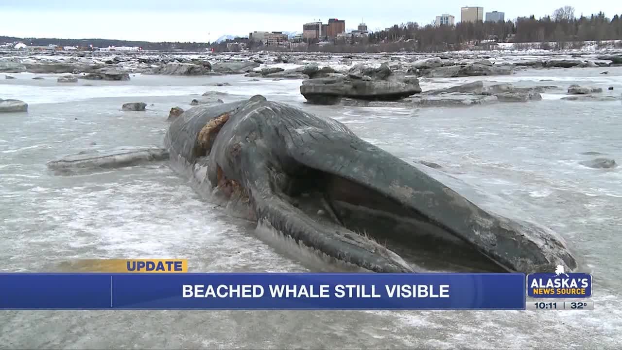 Scientific sampling of Anchorage fin whale continues after temps cool ...