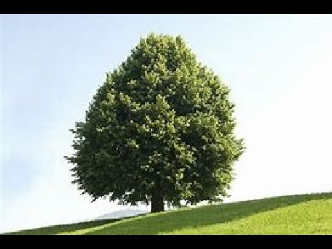 DIE MEISTERSINGER Der Lindenbaum Am Brunnen vor dem Tore - YouTube