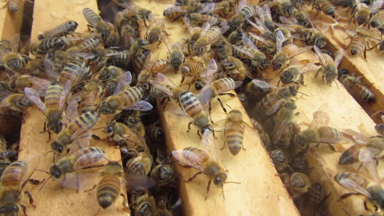 Bees buzzing - YouTube