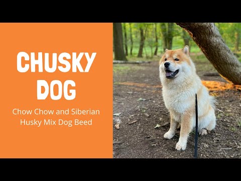 Chutzpah dog [Updated Guide]