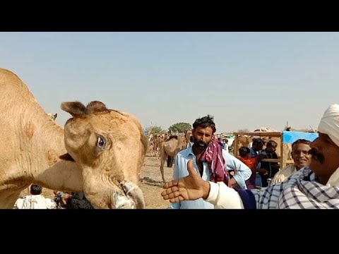 Camel Sound | Camel voice | Camel attack | Camel market | Camel meat # ...