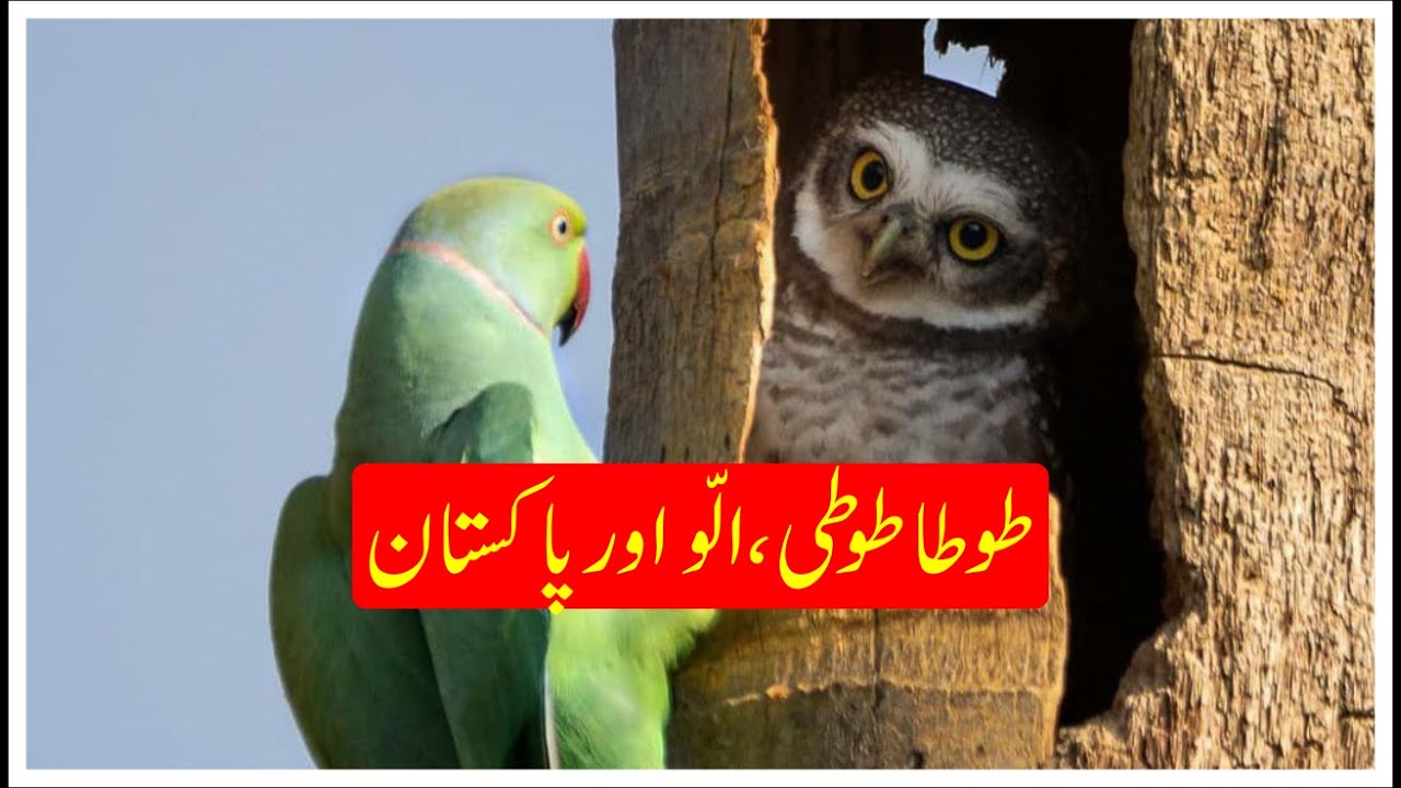 Tota or Toti ki kahani | owl ki zubani | tota aur toti aur pakistan ...