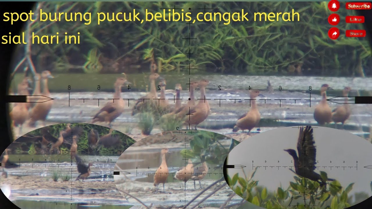 Spot burung pucuk🅾️belibis cangak merah sangat melimpah ‼️hunting ...