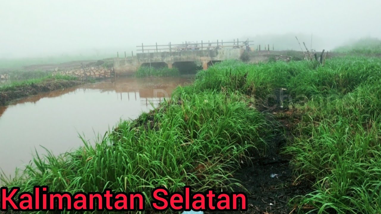 SUASANA PAGI RAWA KALIMANTAN BEREMBUN - YouTube