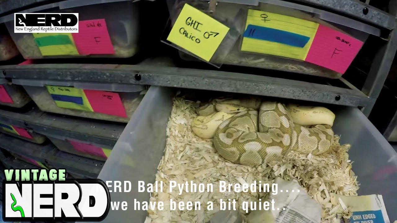 NERD Ball Python Breeding.... we have been a bit quiet.. - YouTube