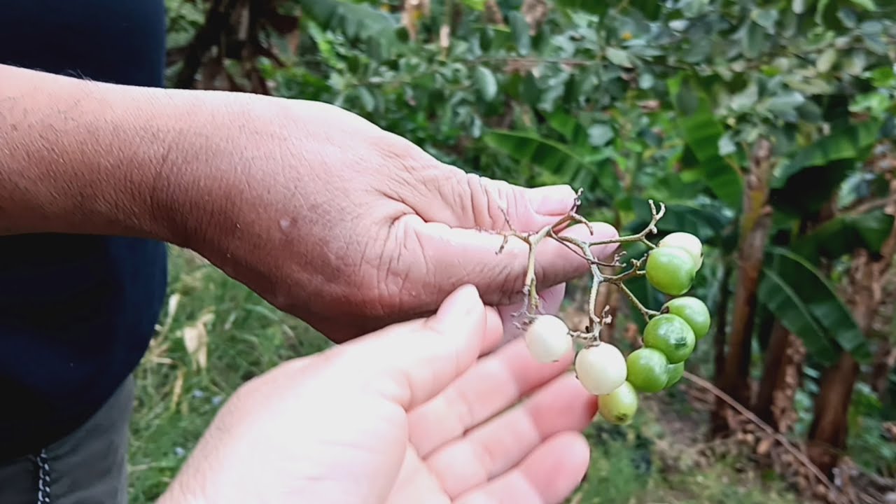 encontramos un palo de tiguilote - YouTube