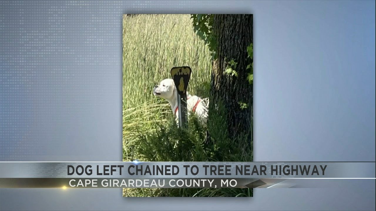 Dog chained to tree in Cape Girardeau County - YouTube