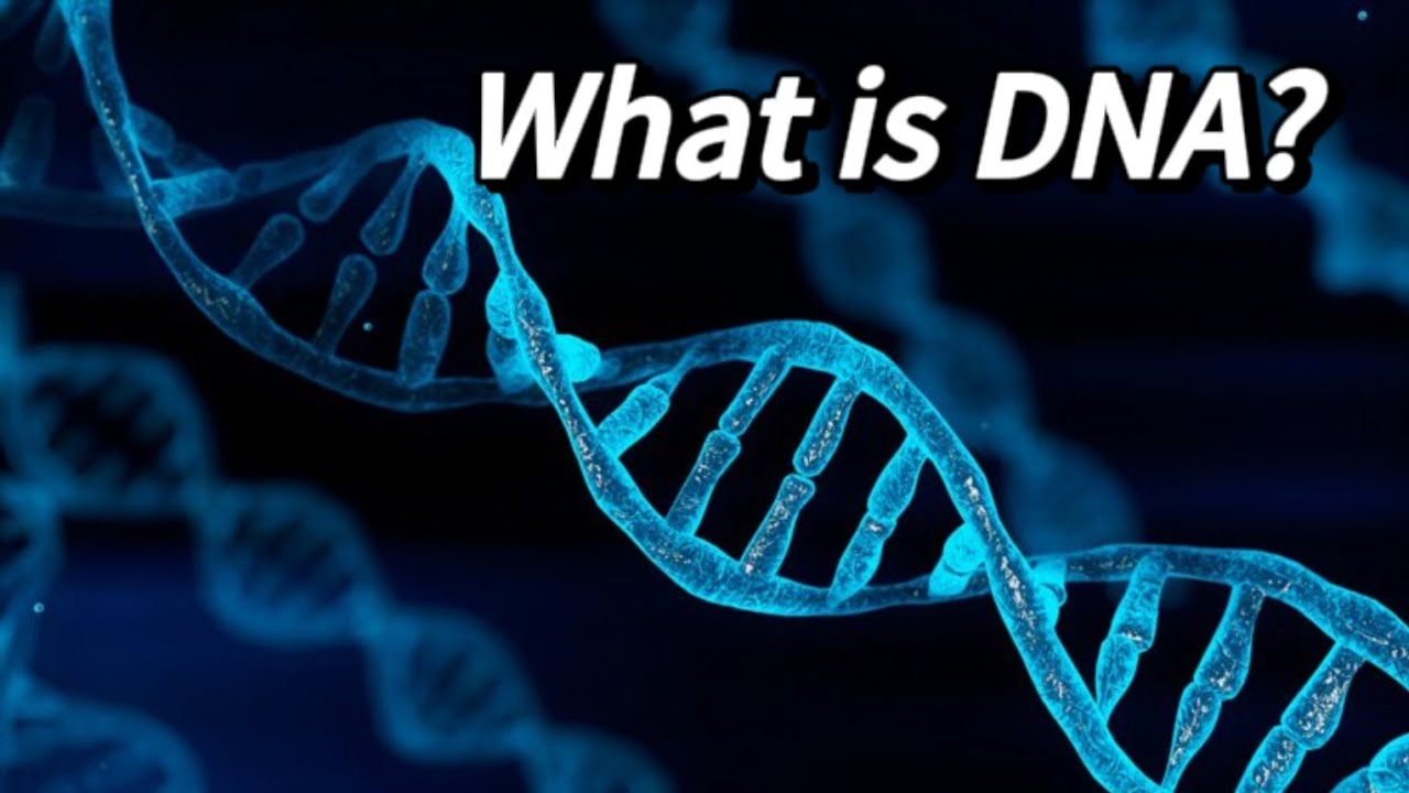 What is DNA? Complete detail and informative video of DNA - YouTube