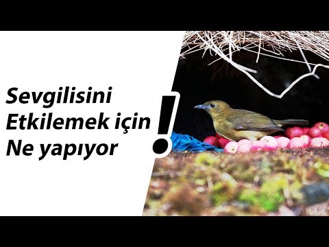 Vogelkop çardak kuşları