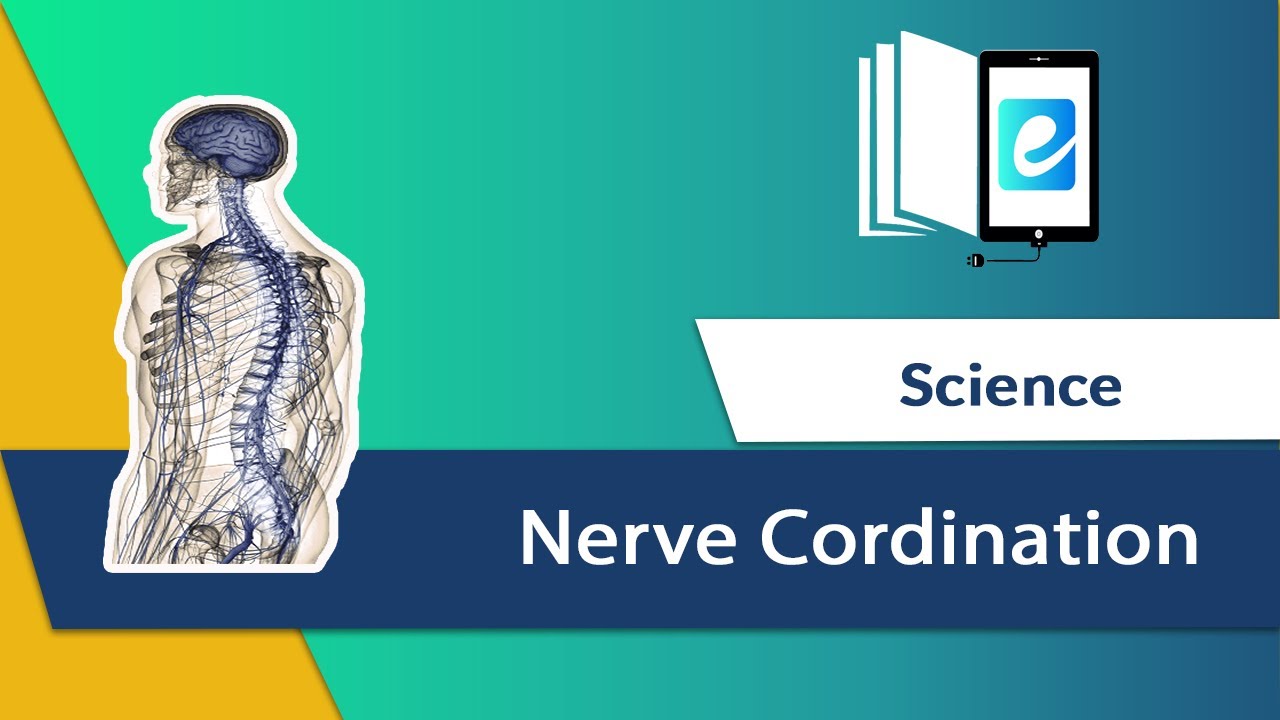 Nerve Coordination|| Animated science video || elearn K12 - YouTube