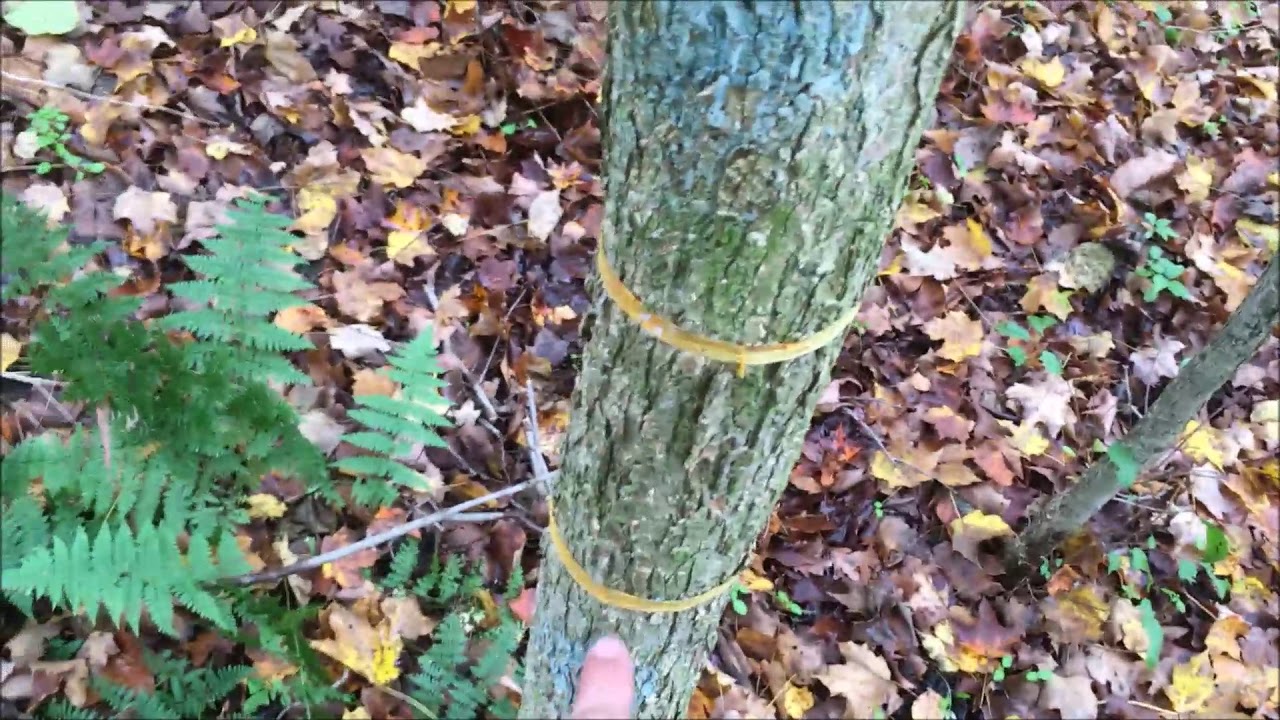 Lost my stick - YouTube