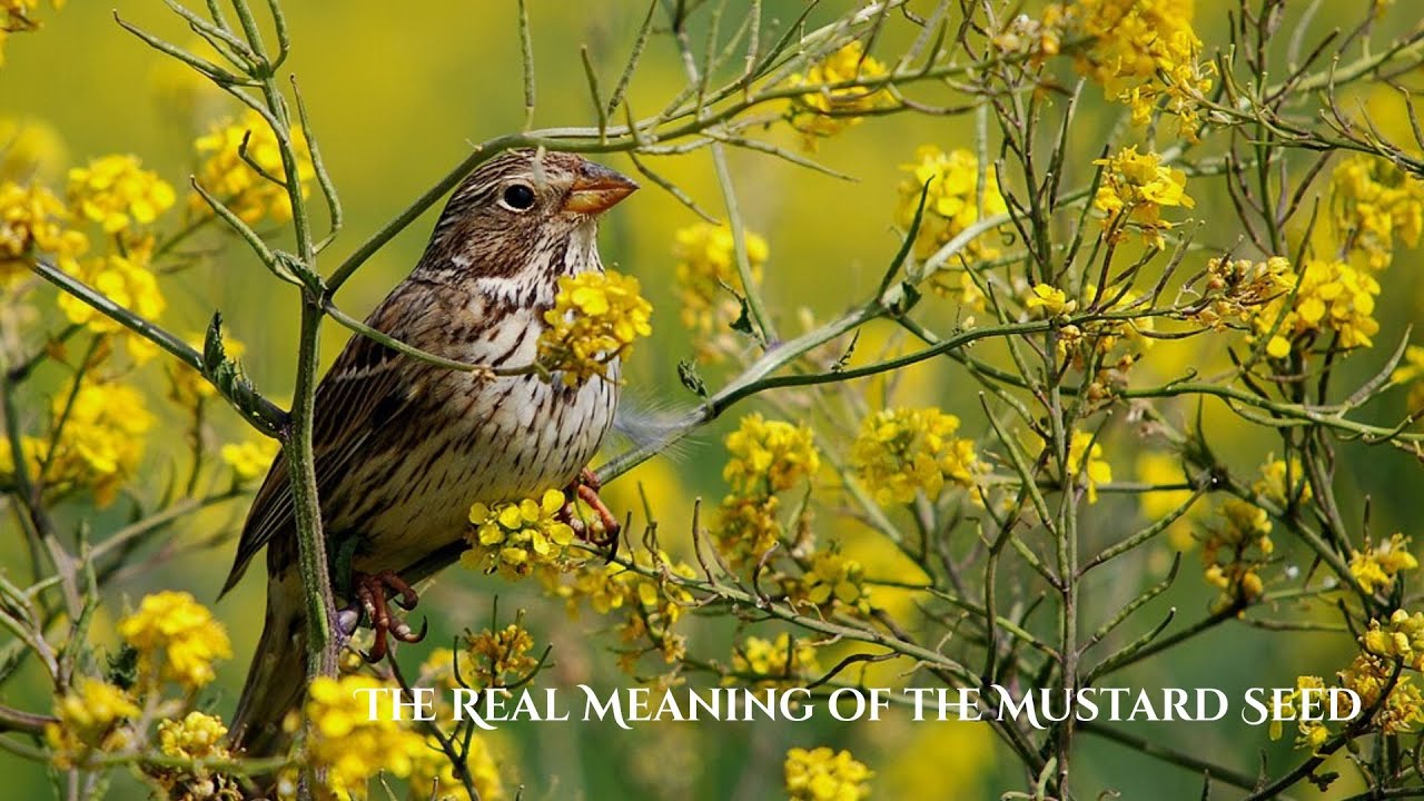 The Real Meaning of the Mustard Seed (Gospel of Thomas) - YouTube