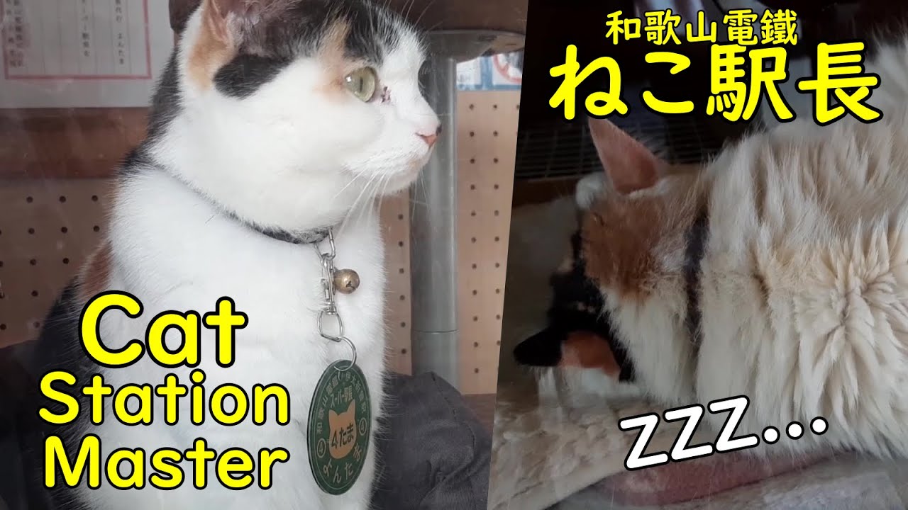 Meeting the Cat Station Master: Nitama and Yontama - YouTube