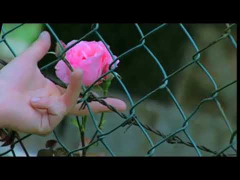 ORJİNAL KLİP AZER BÜLBÜL ELİMİ KANA BULAMA BENİM