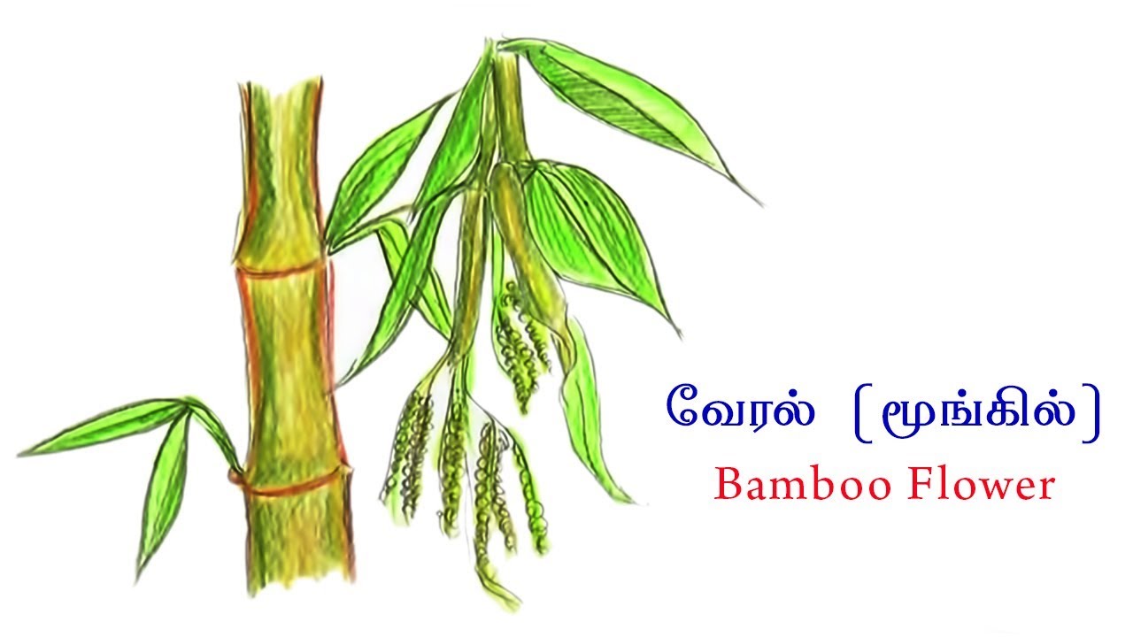 மூங்கில் பூ வரைவது எப்படி | Bamboo Flower Drawing - YouTube