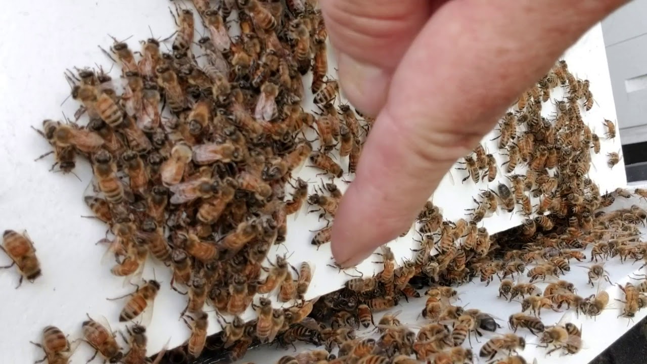 Heat Wave and Bees Are Hot - YouTube