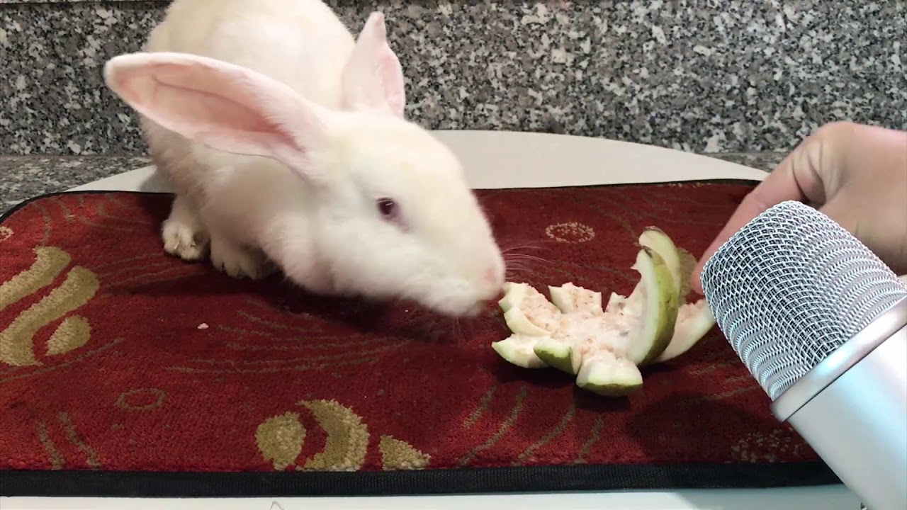 👍 Rabbit Eating Guava ASMR 🐰 - YouTube