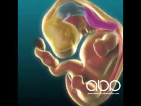 Embriología de sistema neurológico - YouTube