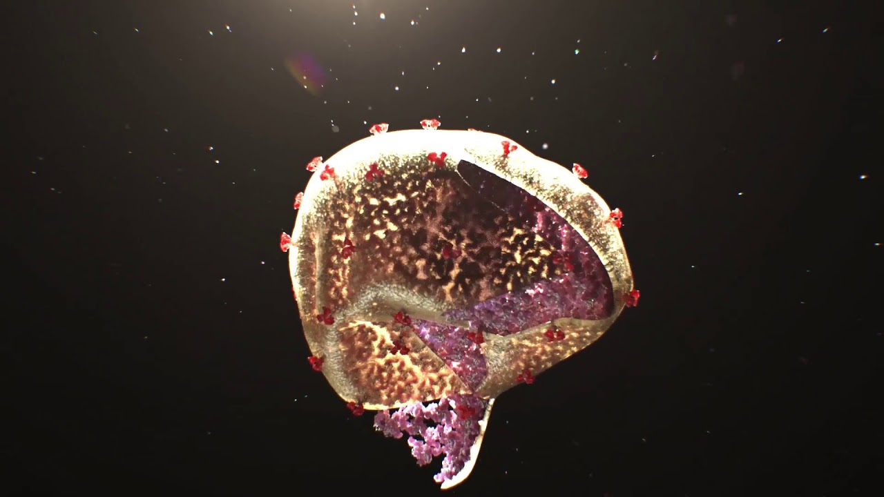 Biomedical animation - YouTube